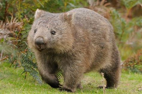 Wombat Plump Mammal
