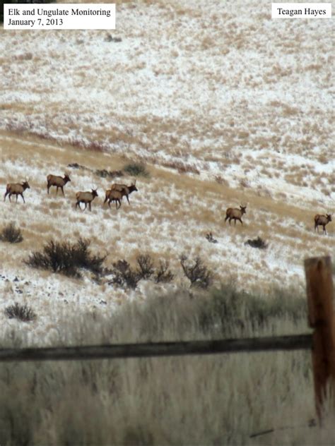 01 07 13 Elk Monitoring Update Mpg Ranch