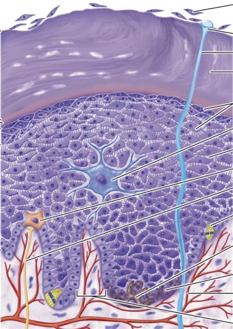 Epidermis Layers Diagram Quizlet