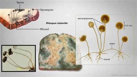 Mycology Biology Notes Online