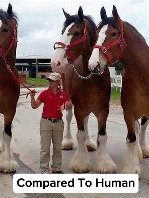 Animals Bigger Than You Think Youtube