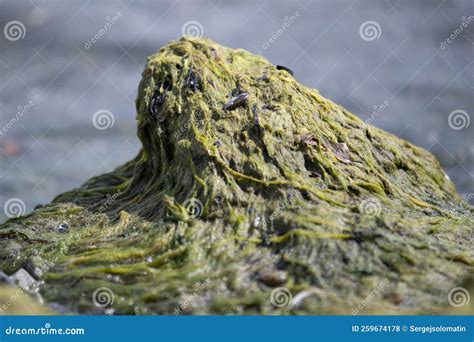 Algae On The Shore Of The Baltic Sea Sea Beach With Green Algae Beach Pollution Algae Problem