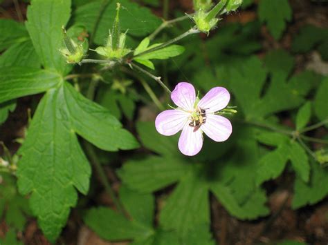 Geranium Maculatum Earth Source Inc