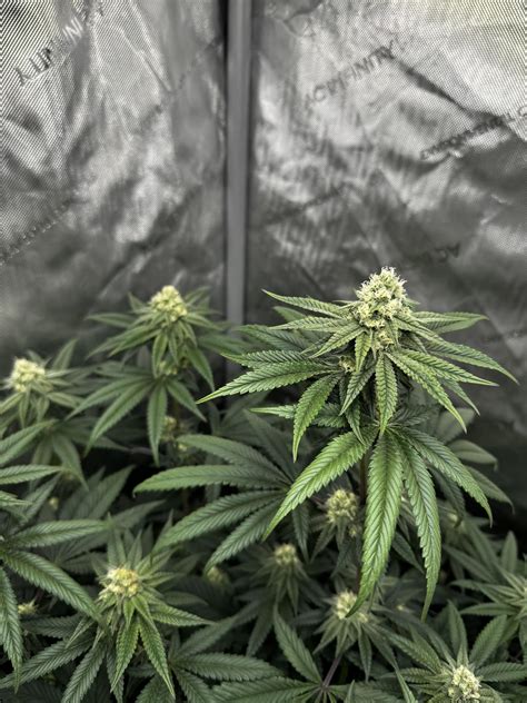 Granny Candy F27 Rhumboldtseedcompany
