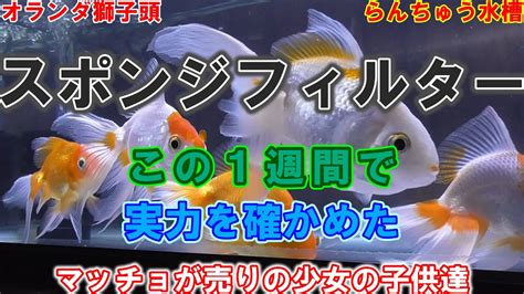 【金魚飼育】スポンジフィルターの実力を確かめました Youtube