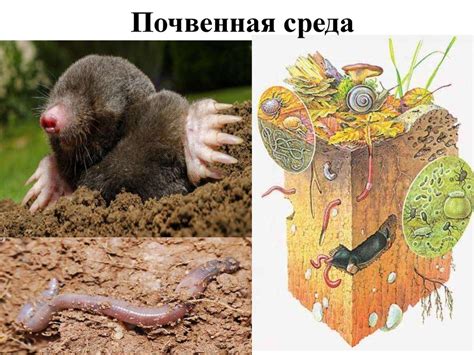 Среды обитания организмов Приспособленность к среде обитания
