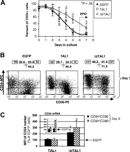 Early Erythroid Differentiation Of Human Cd34 ؉ Ucb Cells A Proposed