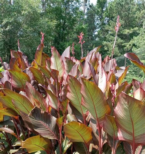Red Canna Lily 4 Plants Musifolia Giant Red Etsy