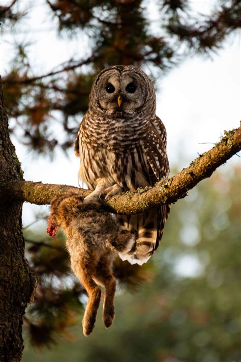 Barred Owl Bird Of Prey Smithsonian Photo Contest Smithsonian Magazine