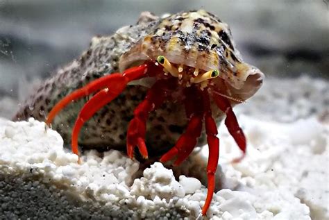 Red Leg Hermit Crab The Reef Lounge