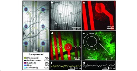 Imaging And Lfp Recordings Of The Neural Probe On The Cortex Of A