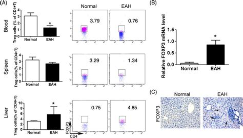 Treg Frequency And Intrahepatic Foxp3 Expression In Eah Mice A Cd4