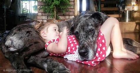 20 Photos Vraiment Adorables Qui Prouvent Que Le Chien Est