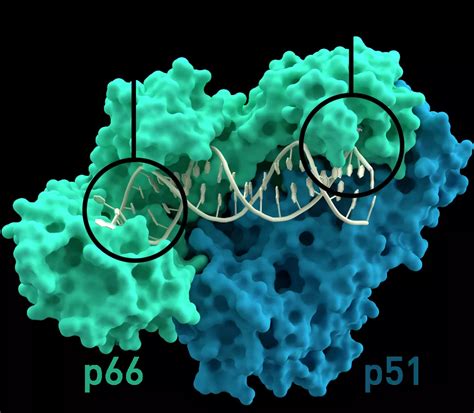 11 Facts About Reverse Transcriptase Factsnippet