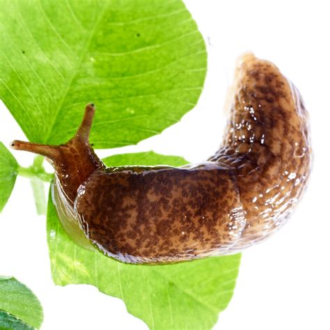 How To Prevent Slug Damage To Pasture Crops