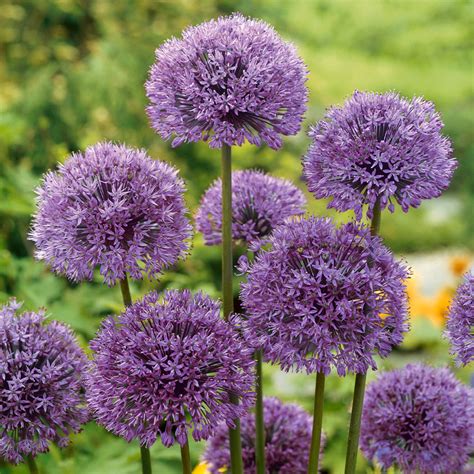 Allium Aflatunense Jparkers