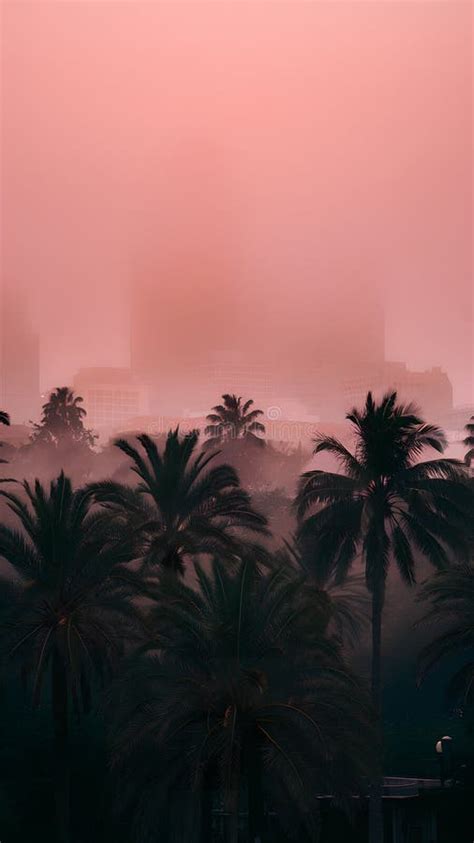 City Skyline Engulfed In Warm Sunset Glow With Palm Trees And Mist