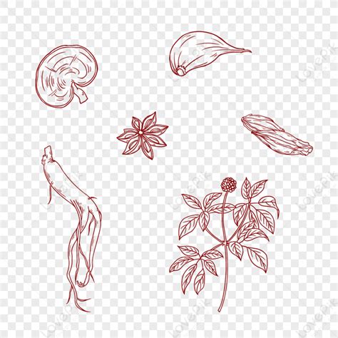 Traditional Herbs And Spices Lineart Garlic Line Draft Herbs Drawing