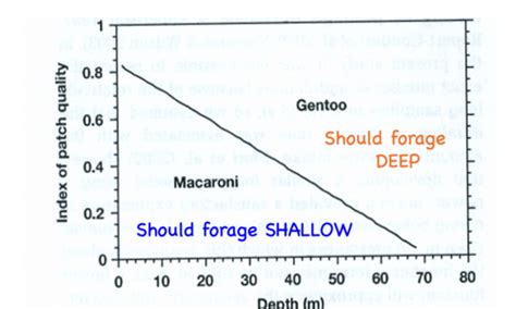 Foraging Flashcards Quizlet