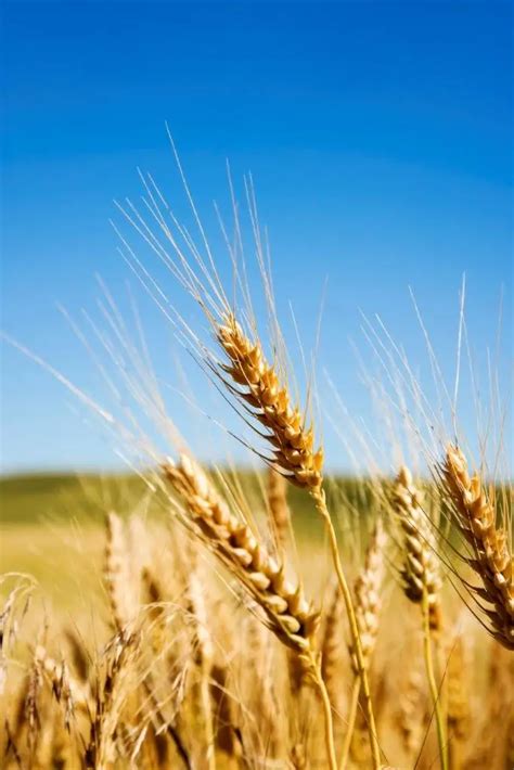 Ancient Grains A Rising Trend