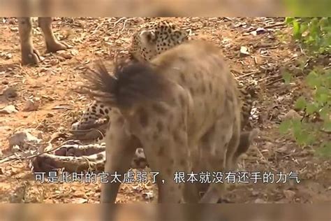 4只鬣狗掏肛一头老年猎豹，老豹腿被咬断拖行10米，太惨了！猎豹鬣狗老年