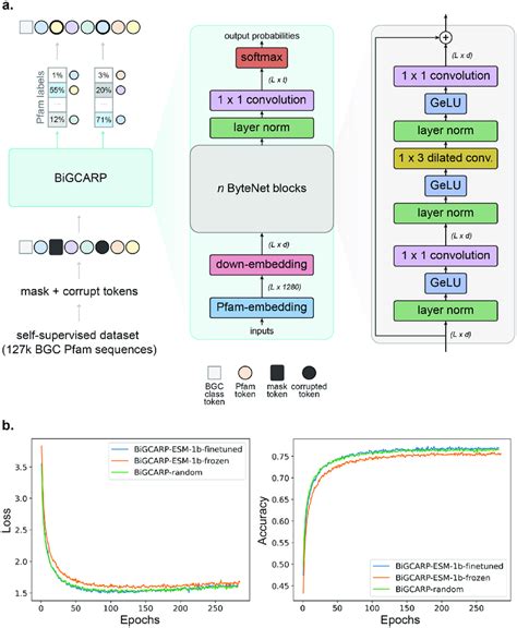 BiGCARP Architecture With Validation Performance Curves On The