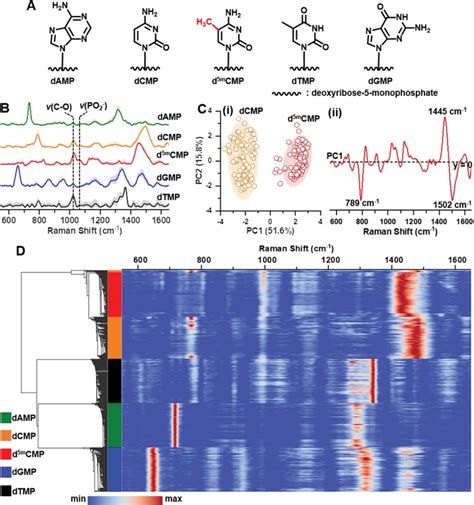 Label‐free Sers Profiling Of Four Canonical Dnmps And D5mcmp A