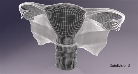 Uterus Human 3d Model Superhive Formerly Blender Market