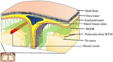 Arachnoid Mater Histology
