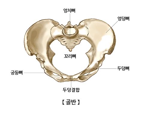 골반pelvis 인체정보 의료정보 건강정보 서울아산병원