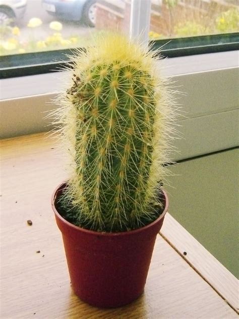 1 Mini Cactus Succulents Cacti In Pot Easy Care Evergreen Foliage