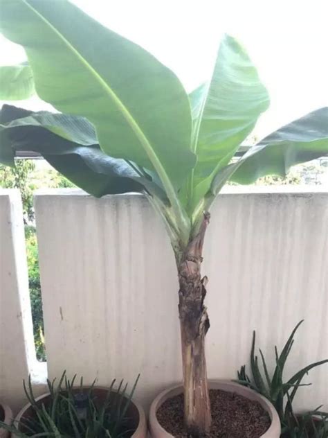 பூந்தொட்டியில் ‘வாழை மரம் வளர்க்கலாம் எப்படி தெரியுமா Tamilsamayam