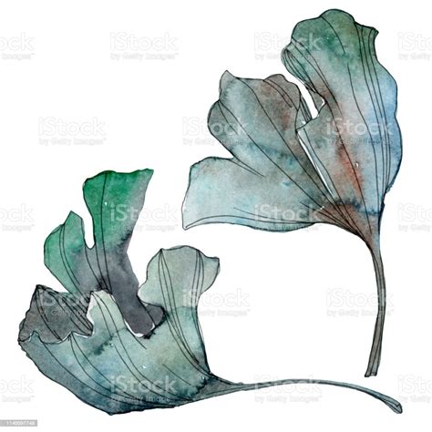 은행나무 Biloba 잎 수채화 배경 그림 집합입니다 고립 된 은행나무 그림 요소입니다 0명에 대한 스톡 벡터 아트 및 기타
