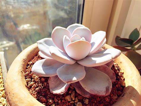 粉雪莲 多肉 植物 高清图片堆糖美图壁纸兴趣社区