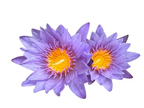 Premium Ai Image Violet Lotus Flower On A Pure White Background