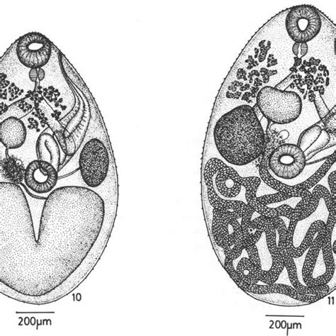 50 Day Old Metacercaria Excysted Download Scientific Diagram