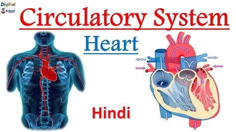 Circulatory System In Human How Does Human Circulatory System Work