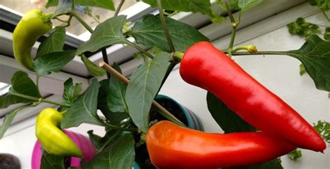 Cara Menanam Cabe Lengkap Dengan Gambar Dan Deskripsi