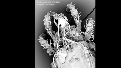 Pdf Camisia Spinifer