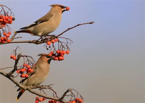애기여새 이미지 스톡 사진 및 일러스트 Istock