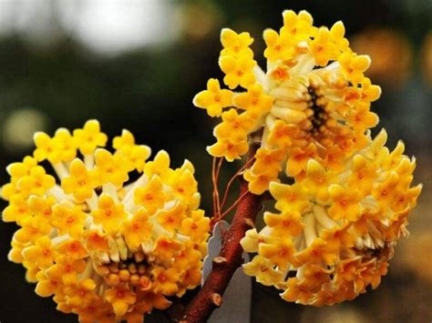 瑞香花和结香花有什么区别 业百科