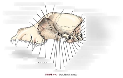 Anatlec Axial Skeleton [skull Lateral 1] Diagram Quizlet