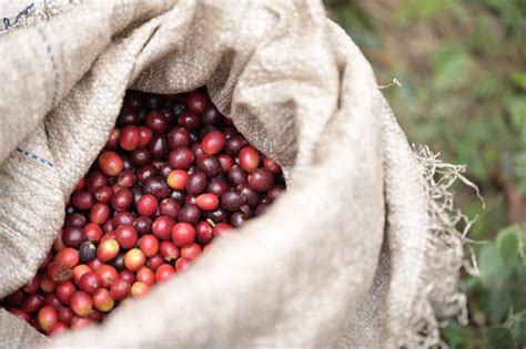 과테말라 Finca Las Rosas 레드 게이샤 무산소 내추럴