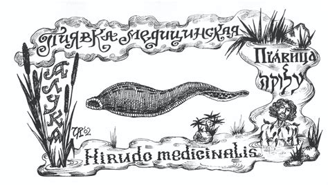 Библейский бестиарий: עלוקה – ’алука’ | Я-Тора