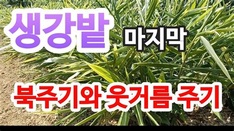 생강 수확하기 전 마지막 북주기와 웃거름 주기 Youtube