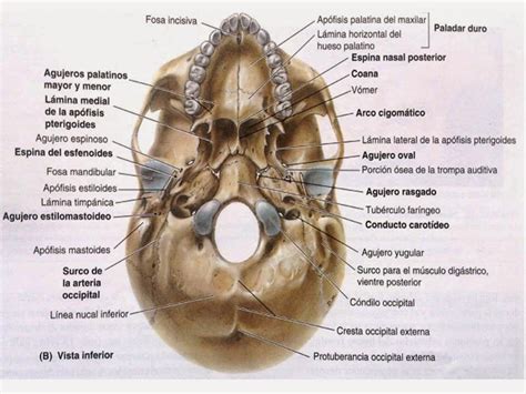 MORFOFISIOLOGIA I ANATOMÍA