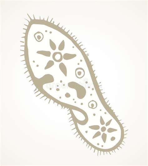 Paramecium Caudatum Vector Drawing Icon Stock Vector Illustration Of
