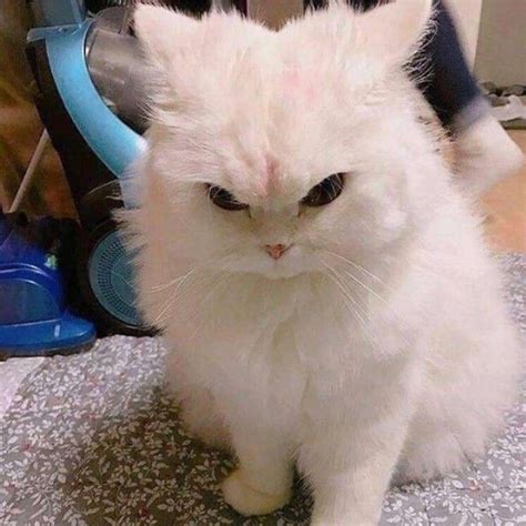 Злюся