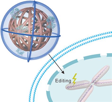 Researchers Use Dna ‘clews To Shuttle Crispr Cas9 Gene Editing Tool