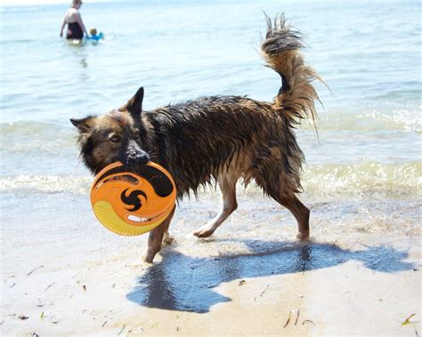 Urlaub Mit Hund Am Meer Tourismus Agentur Lübecker Bucht